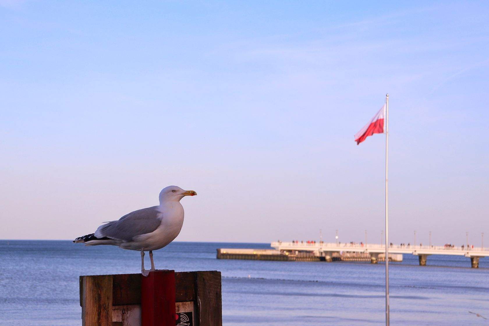 Rzeźby mew w Kołobrzegu – Mewy Mariany – Szlakowe Inspiracje