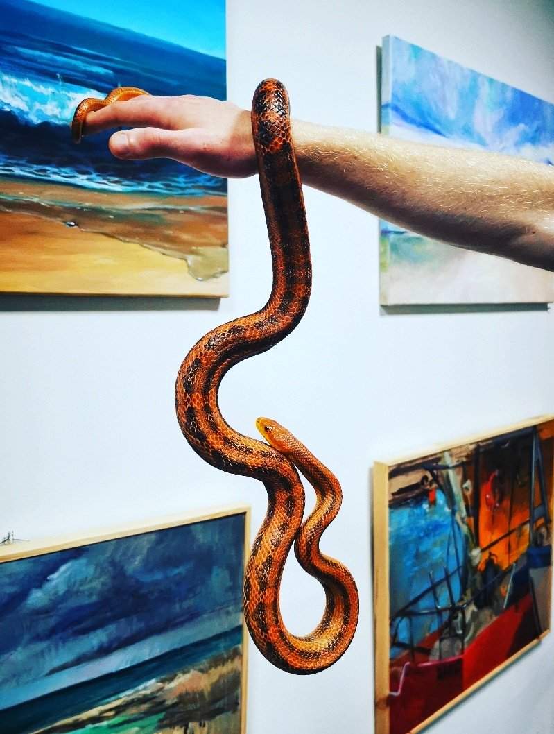 Muzeum Fauny i Flory w Jaworzu – Motylarnia Jaworze – Szlakowe Inspiracje